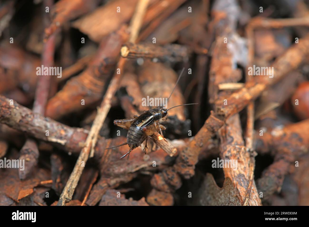Crickets in the wild, North China Stock Photo - Alamy