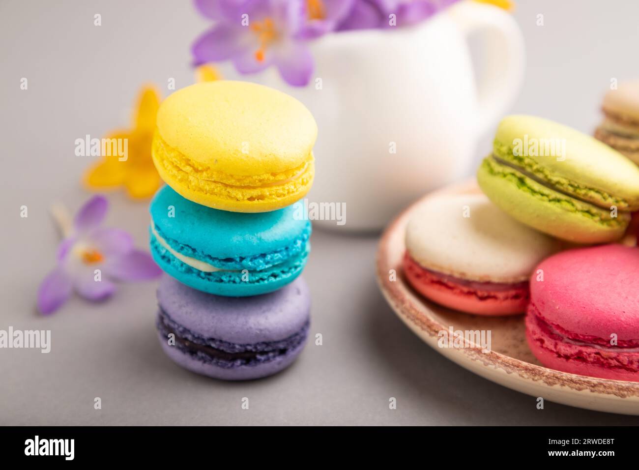 Multicolored macaroons with spring snowdrop crocus flowers on gray ...