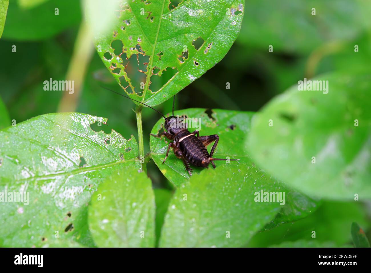 Crickets environment hi-res stock photography and images - Alamy