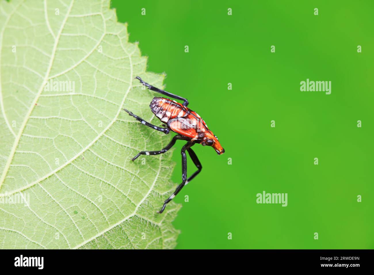 Hemiptera wax Cicadellidae insects on wild plants, North China Stock ...