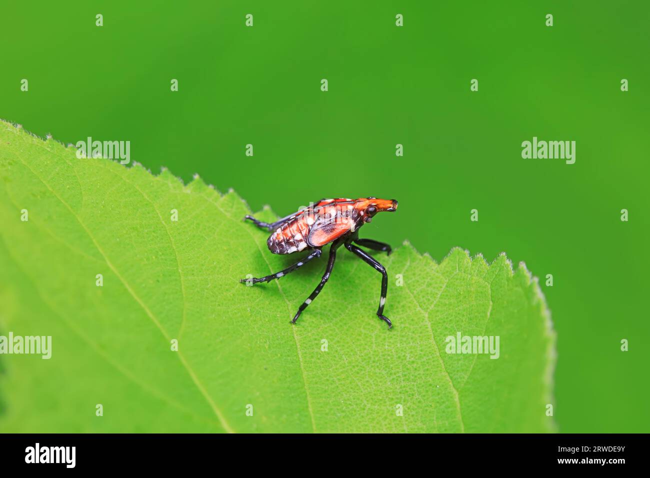 Hemiptera wax Cicadellidae insects on wild plants, North China Stock ...