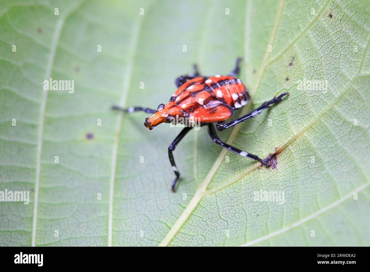 Hemiptera wax Cicadellidae insects on wild plants, North China Stock ...