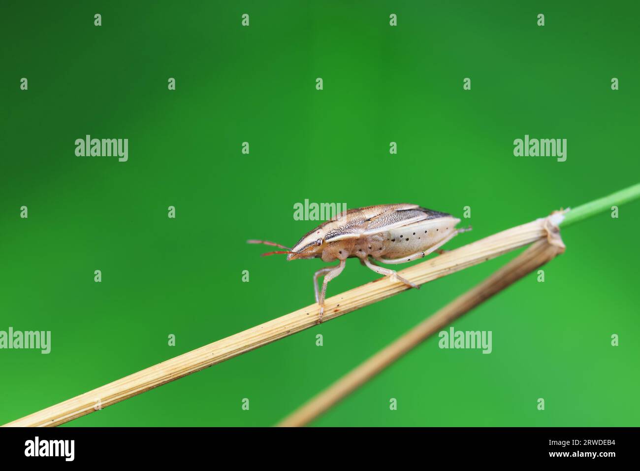 Hemiptera bugs in the wild, North China Stock Photo - Alamy