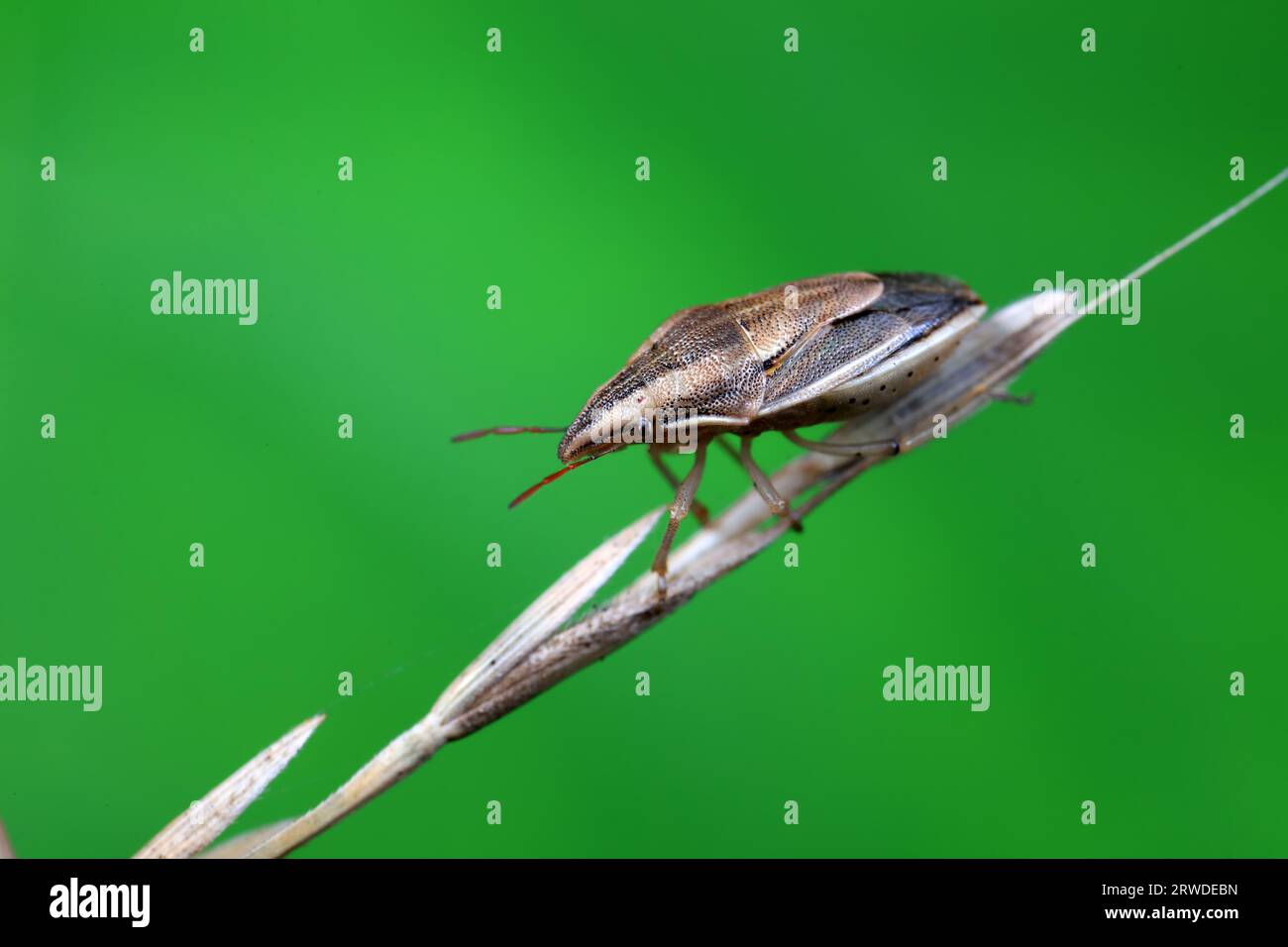 Hemiptera bugs in the wild, North China Stock Photo - Alamy