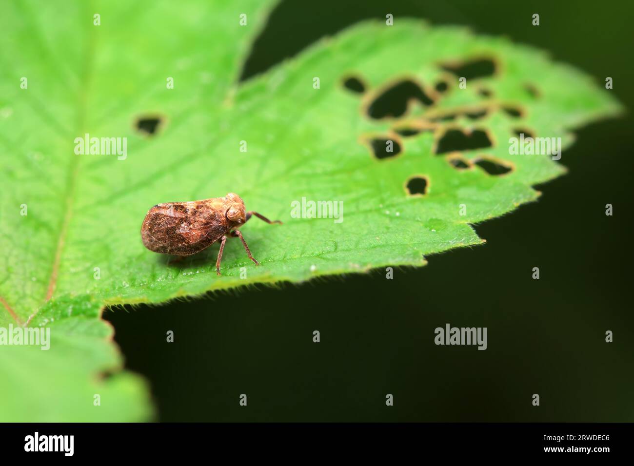 Hemiptera wax Cicadellidae insects on wild plants, North China Stock ...