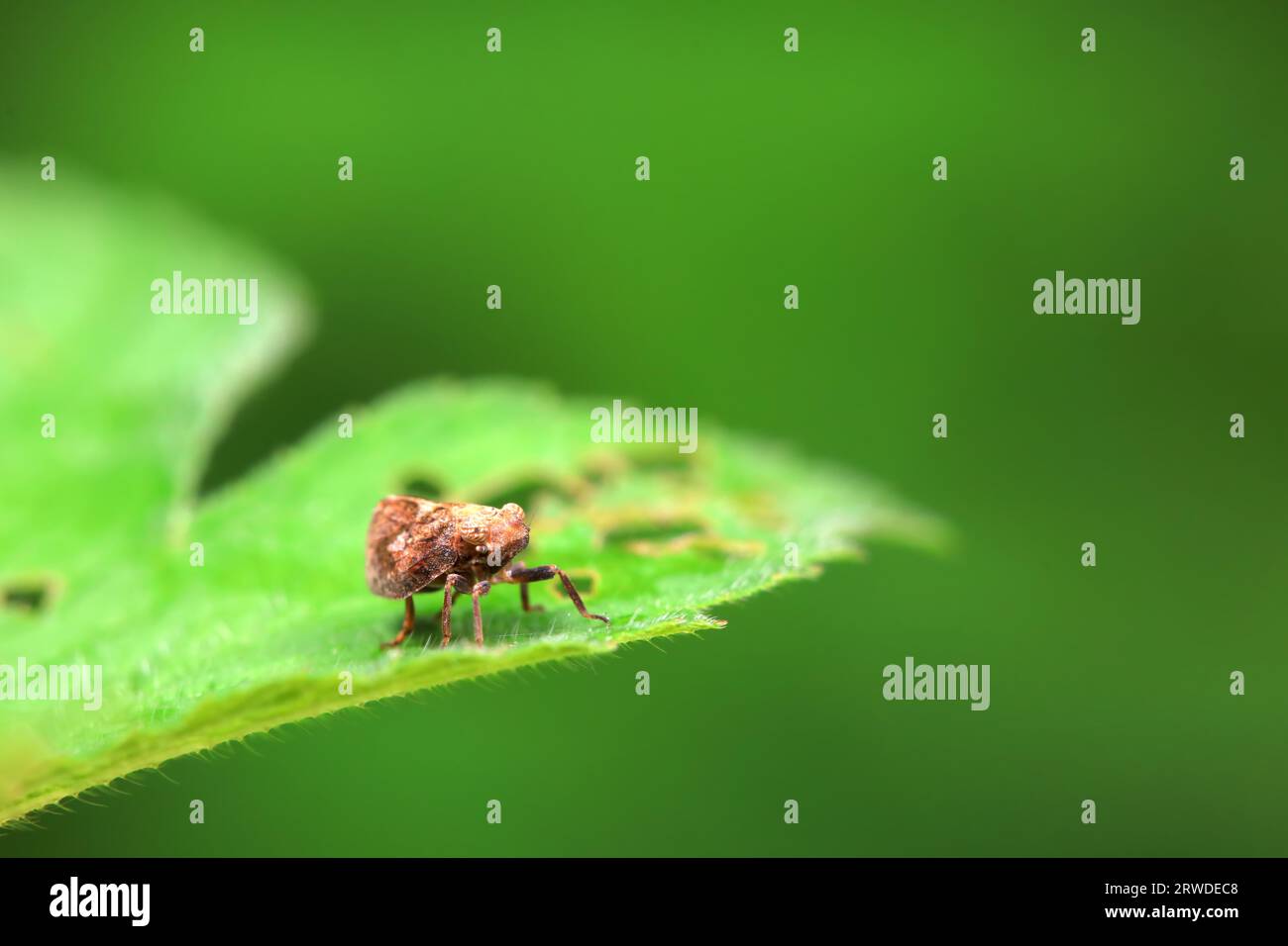 Hemiptera wax Cicadellidae insects on wild plants, North China Stock ...