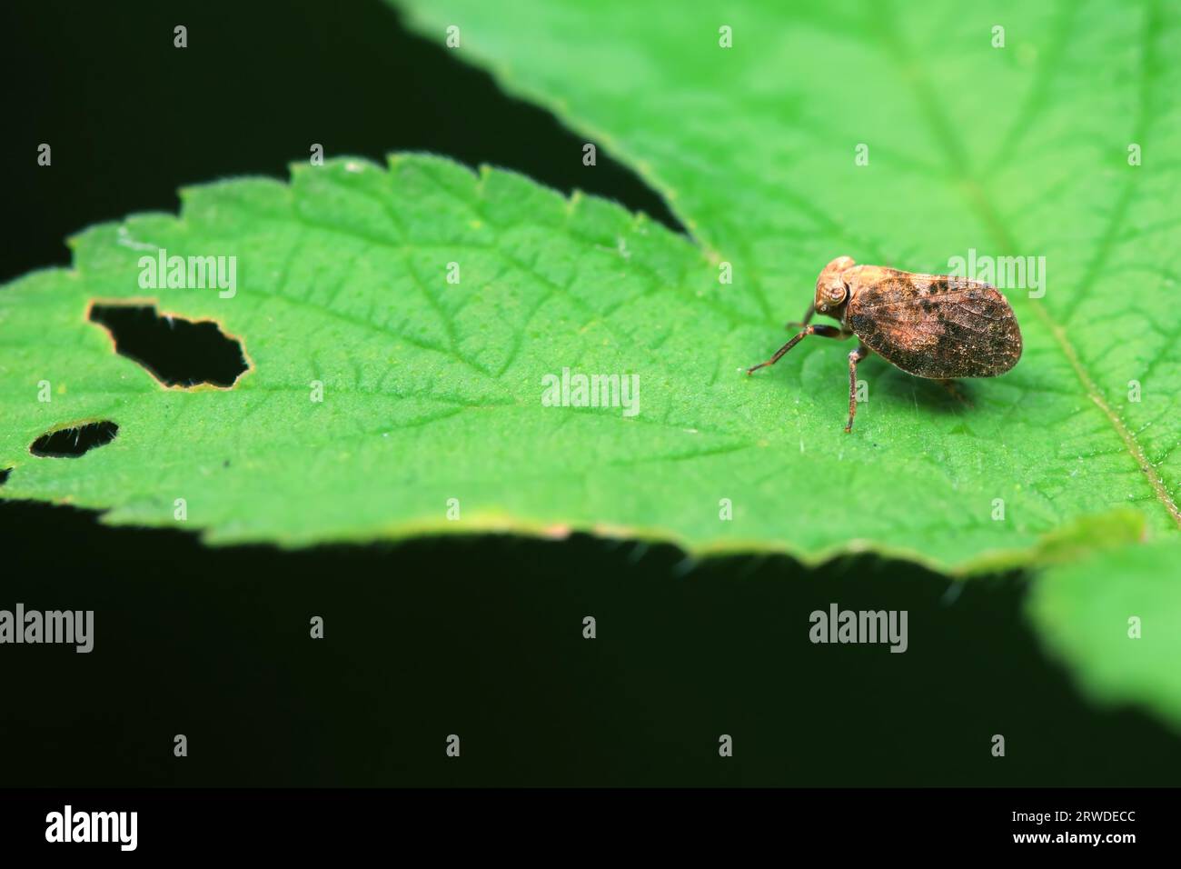 Hemiptera wax Cicadellidae insects on wild plants, North China Stock ...