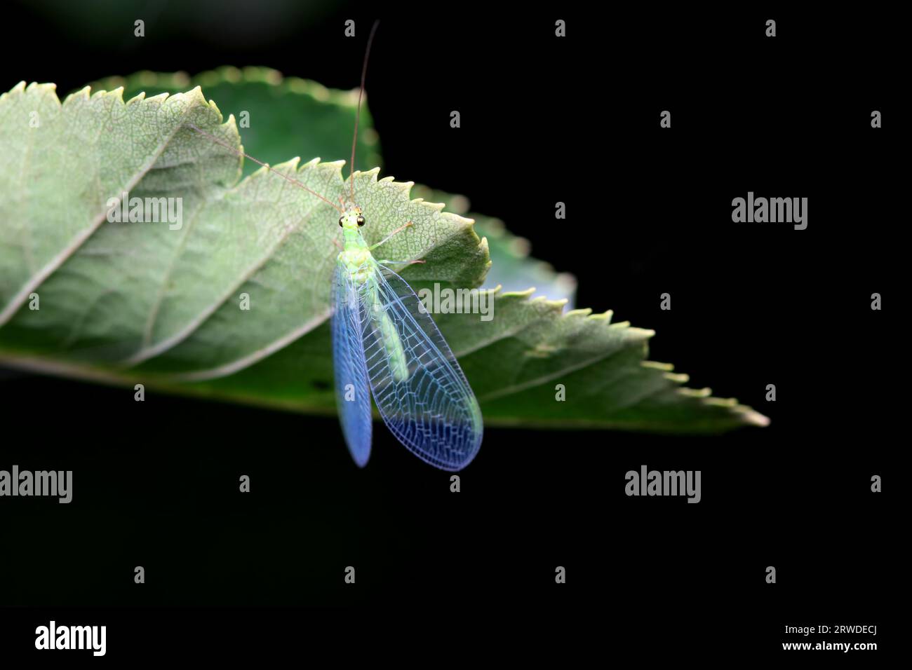 A functional insect of the order Neuroptera in the wild, North China ...