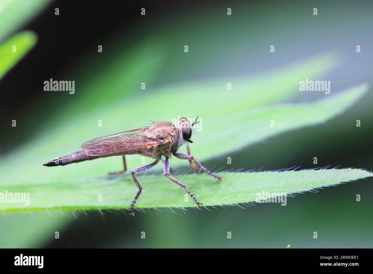 Insectivorous Gadfly in the wild, North China Stock Photo - Alamy