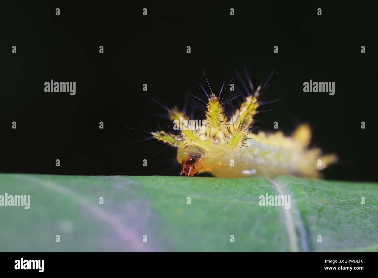 Lepidoptera larvae in the wild, North China Stock Photo - Alamy