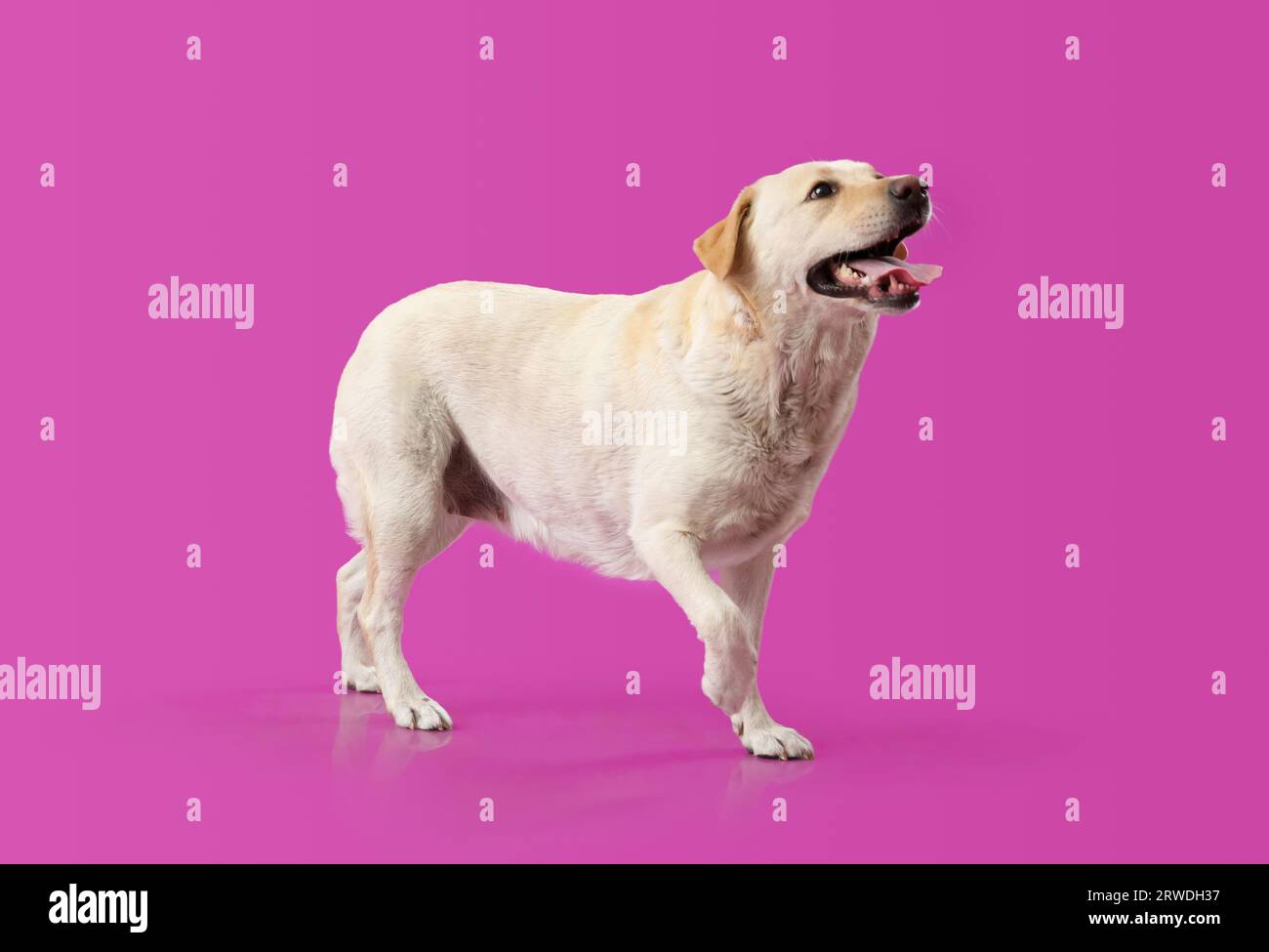 Cute Labrador dog on purple background Stock Photo - Alamy