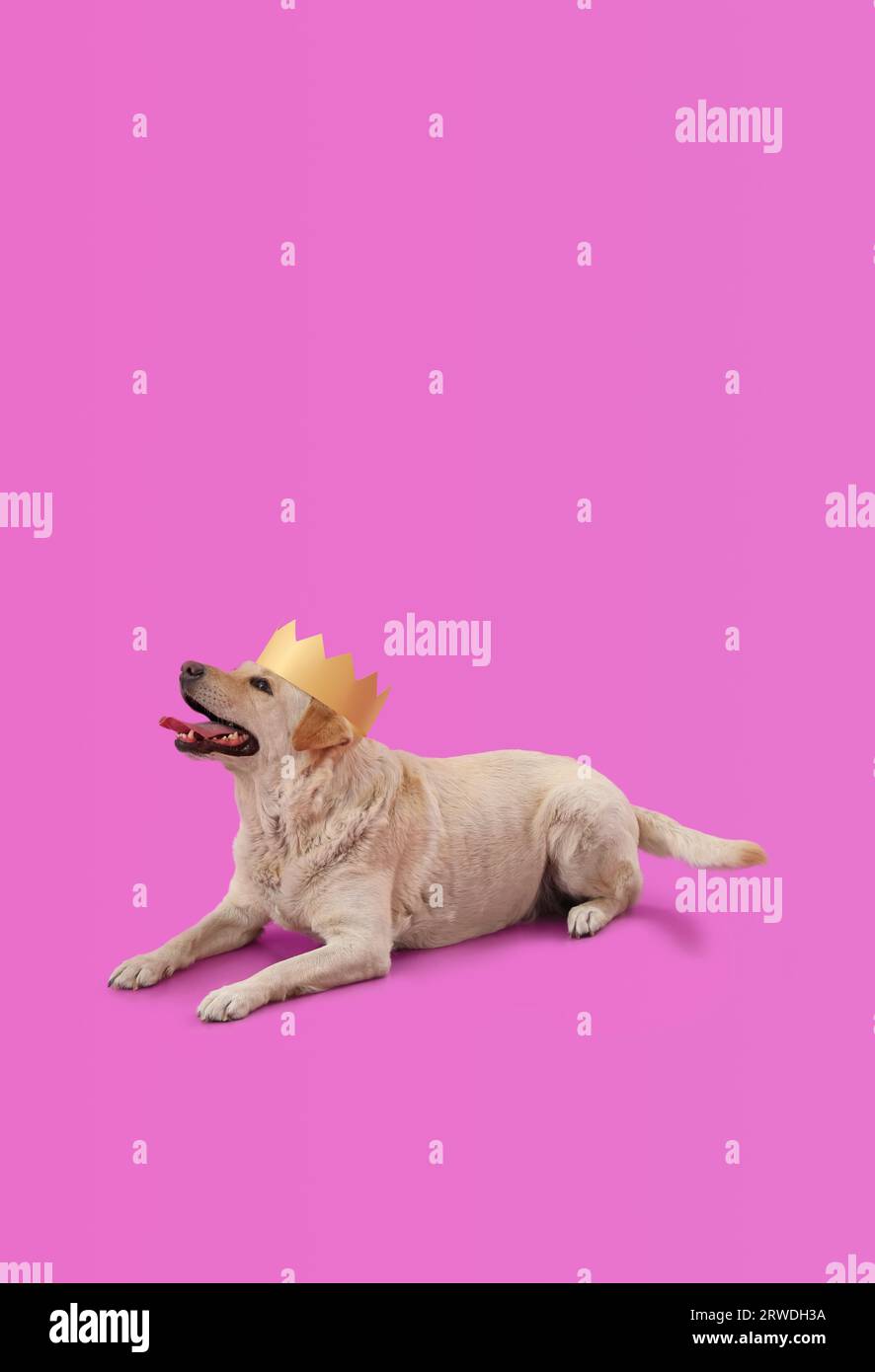Cute Labrador dog in party crown lying on purple background Stock Photo ...