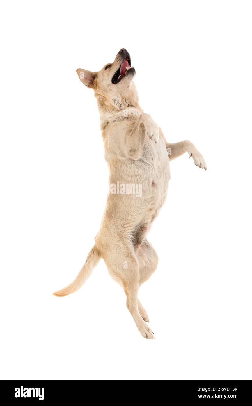 Cute Labrador dog jumping on white background Stock Photo - Alamy