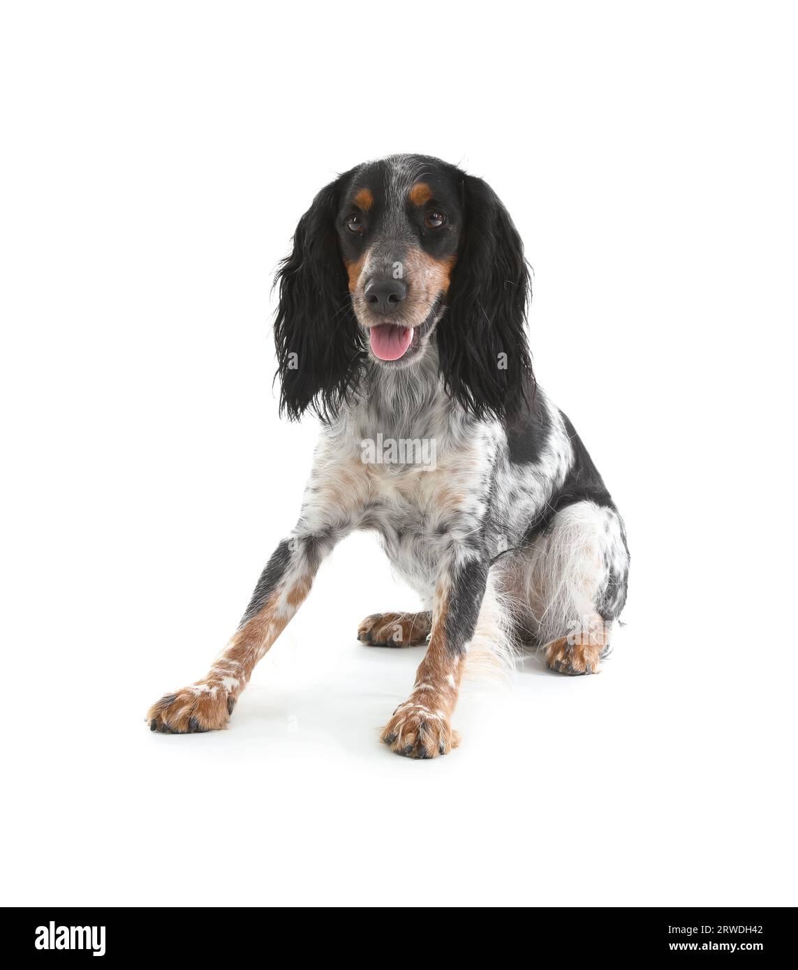 Cute cocker spaniel dog sitting on white background Stock Photo - Alamy