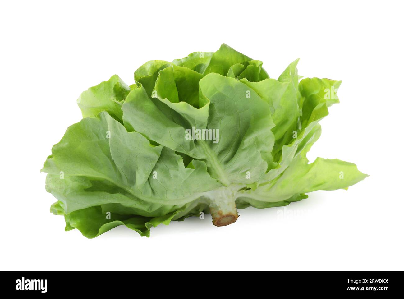 Fresh green butter lettuce head isolated on white Stock Photo - Alamy
