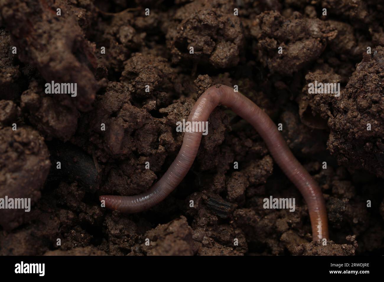 Earthworm on soil animal hi-res stock photography and images - Alamy