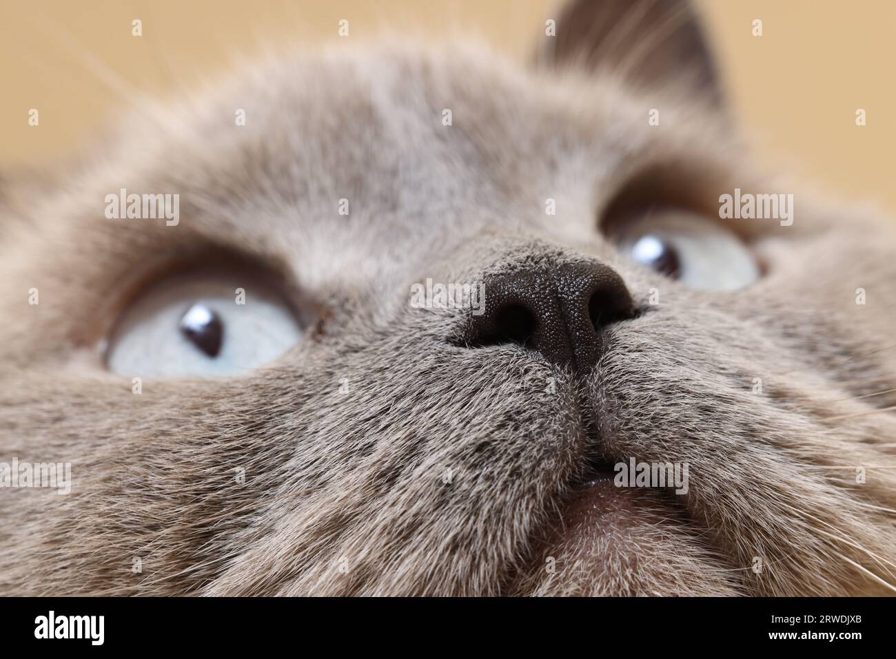 Macro photo of cat with beautiful eyes. Cute pet Stock Photo - Alamy