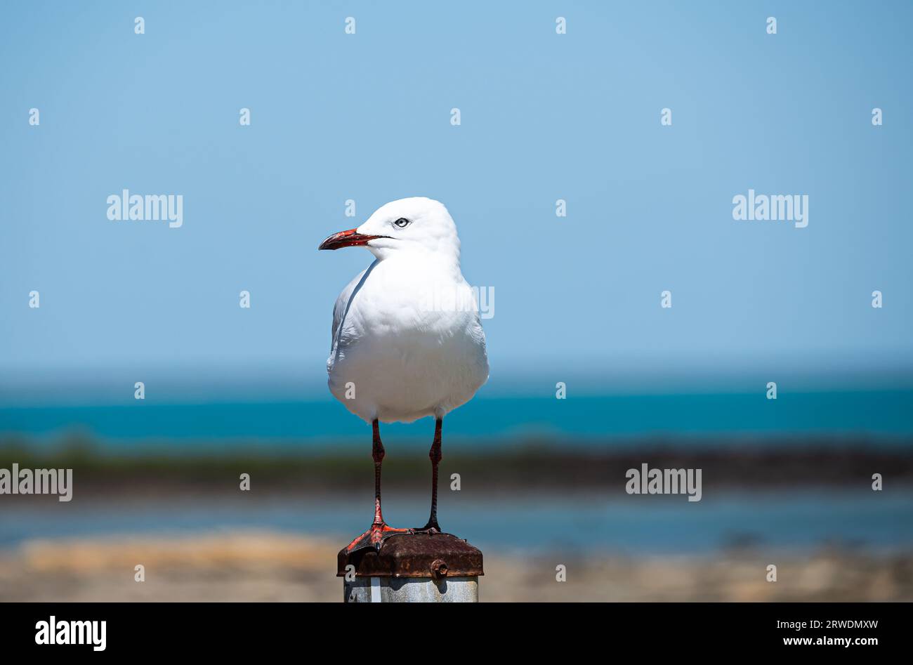 Australian seagull hi-res stock photography and images - Alamy
