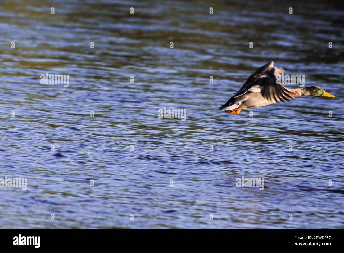 Birds taking flight wild hi-res stock photography and images - Alamy