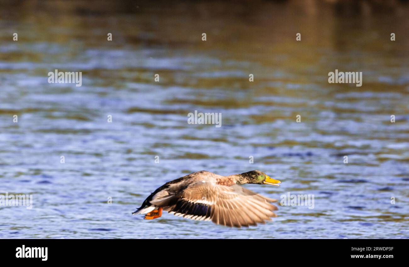 Duck In Flight! Stock Photo - Alamy