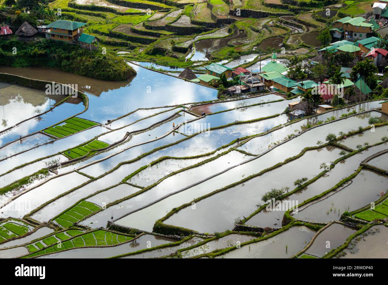 Batad Rice terraces, Banaue, Ifugao, Philippines. Close up image with ...