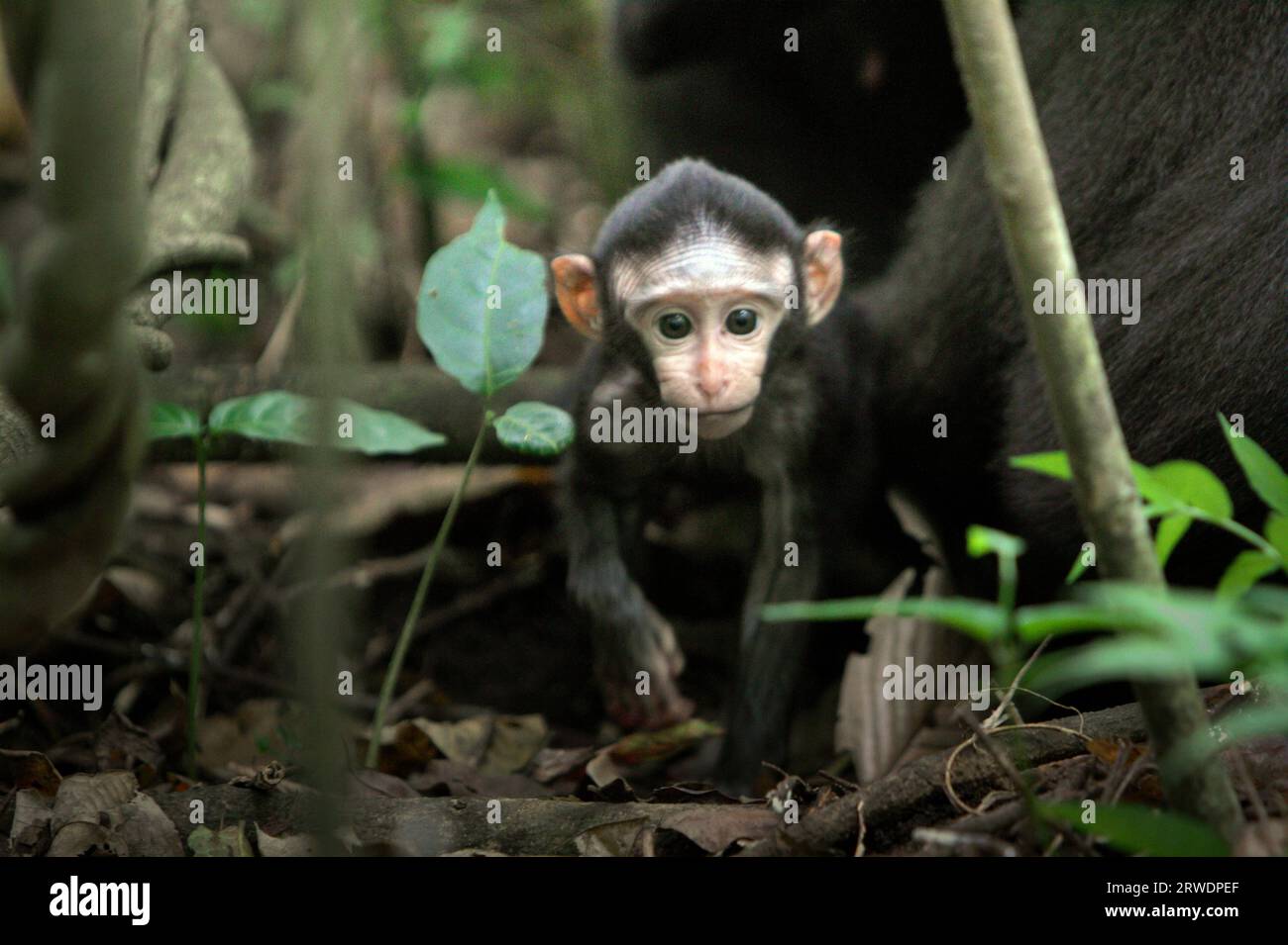 Primate habitat challenge hi-res stock photography and images - Alamy