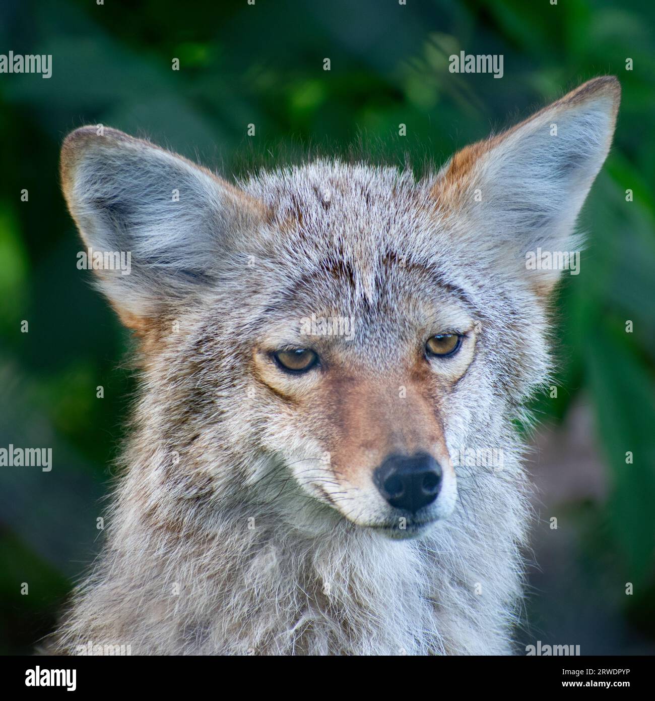 Coyote alaska hi-res stock photography and images - Alamy