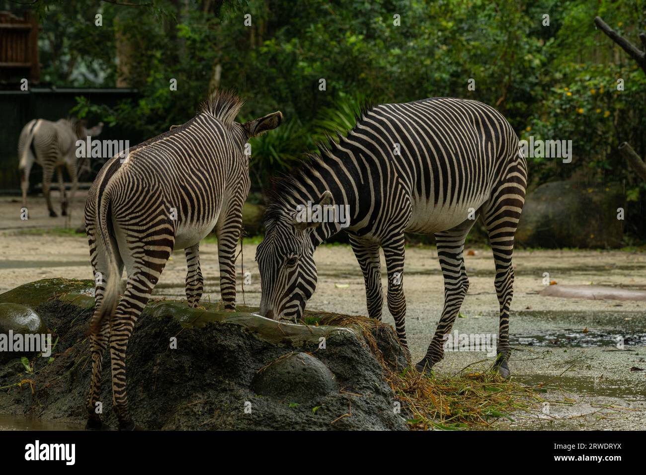 Beautiful zebra animals are eating grass, mother and child zebras are ...