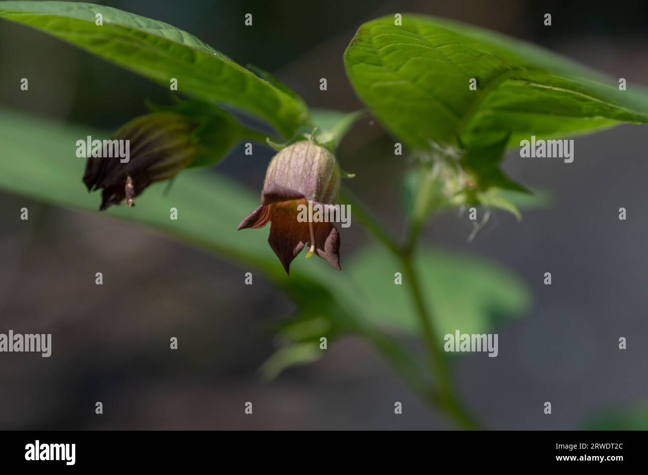 Flowers of Atropa belladonna, commonly known as belladonna or deadly ...