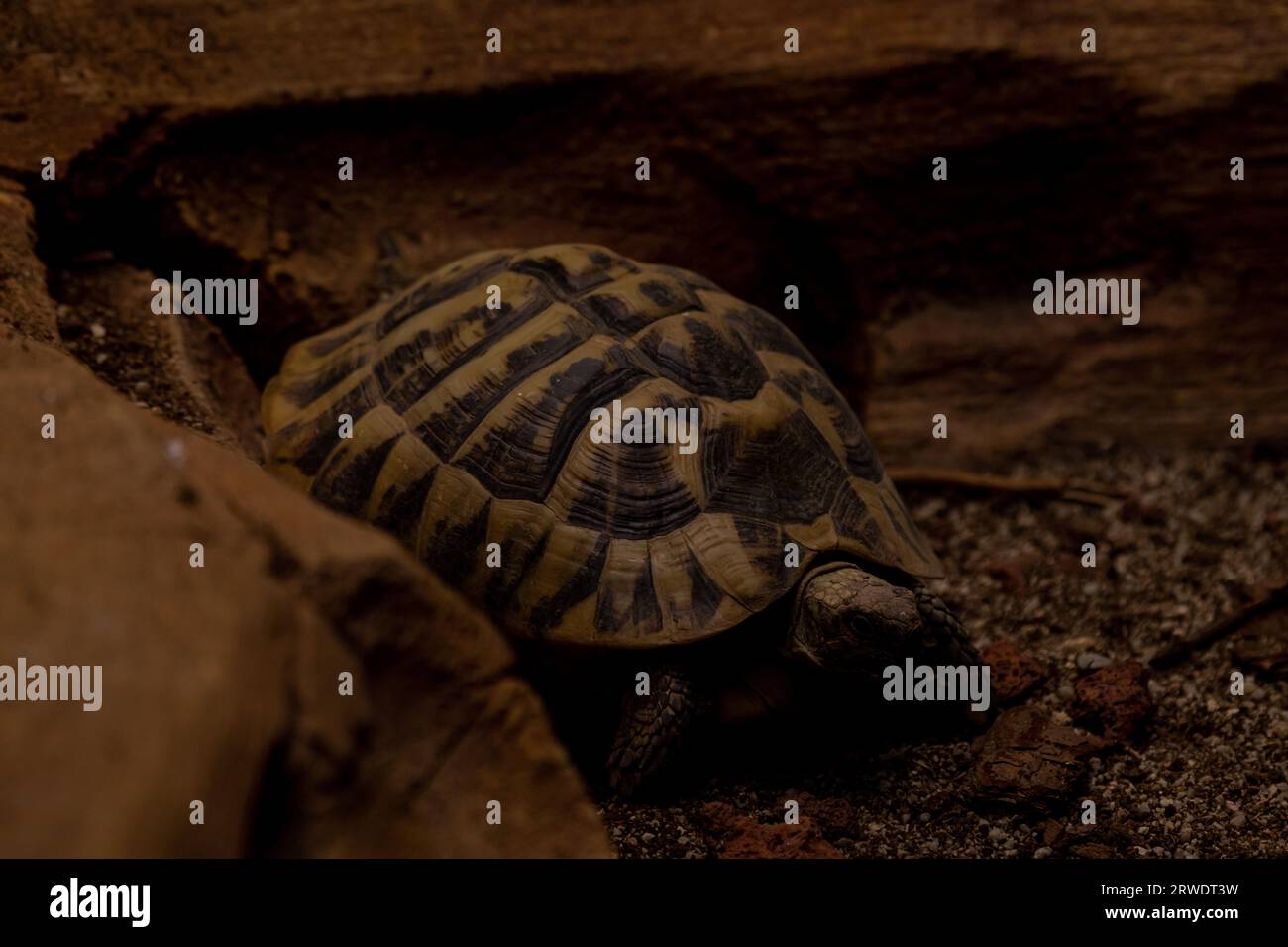 African spurred tortoise (Centrochelys sulcata), sleeping on the sand ...