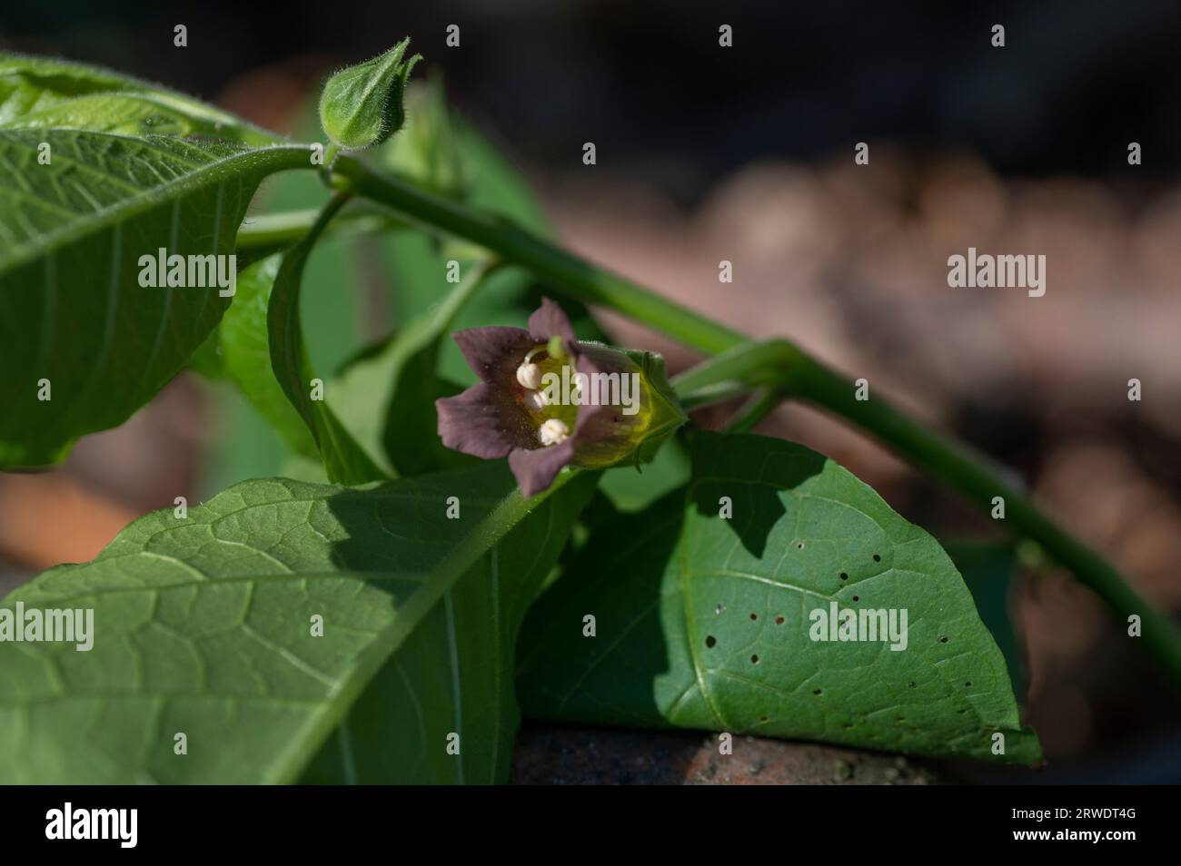Flowers of Atropa belladonna, commonly known as belladonna or deadly ...