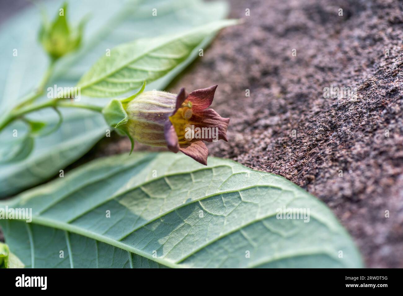 Flowers of Atropa belladonna, commonly known as belladonna or deadly ...