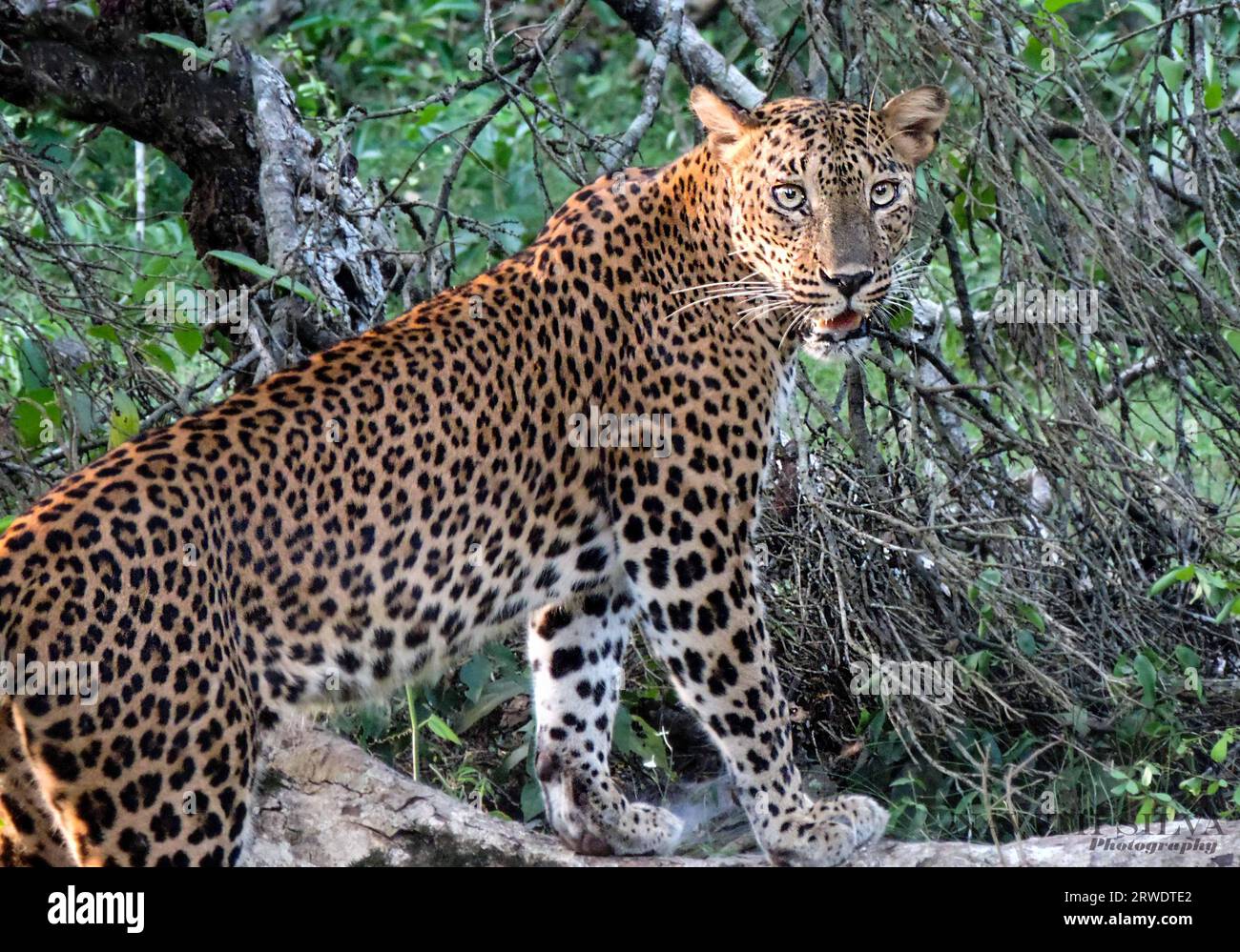 Sri Lankan leopards in the Wild, Visit Sri Lanka Stock Photo - Alamy
