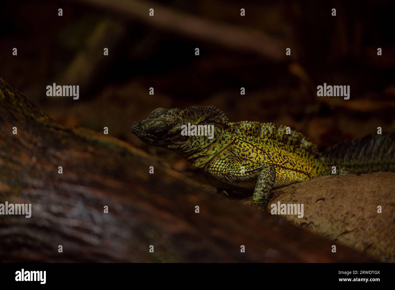 Philippine Sailfin Lizard: a shy and fantastically coloured Lizard ...