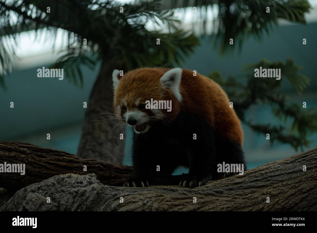 Red Panda looking at the camera in Chengdu research base of the Giant ...
