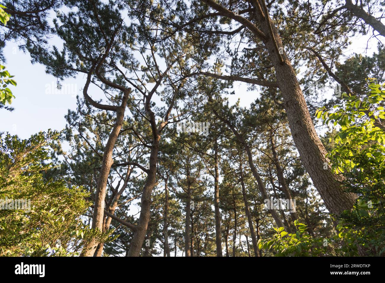 A thin canopy of trees taken from bottom up along a trail in Jeju ...