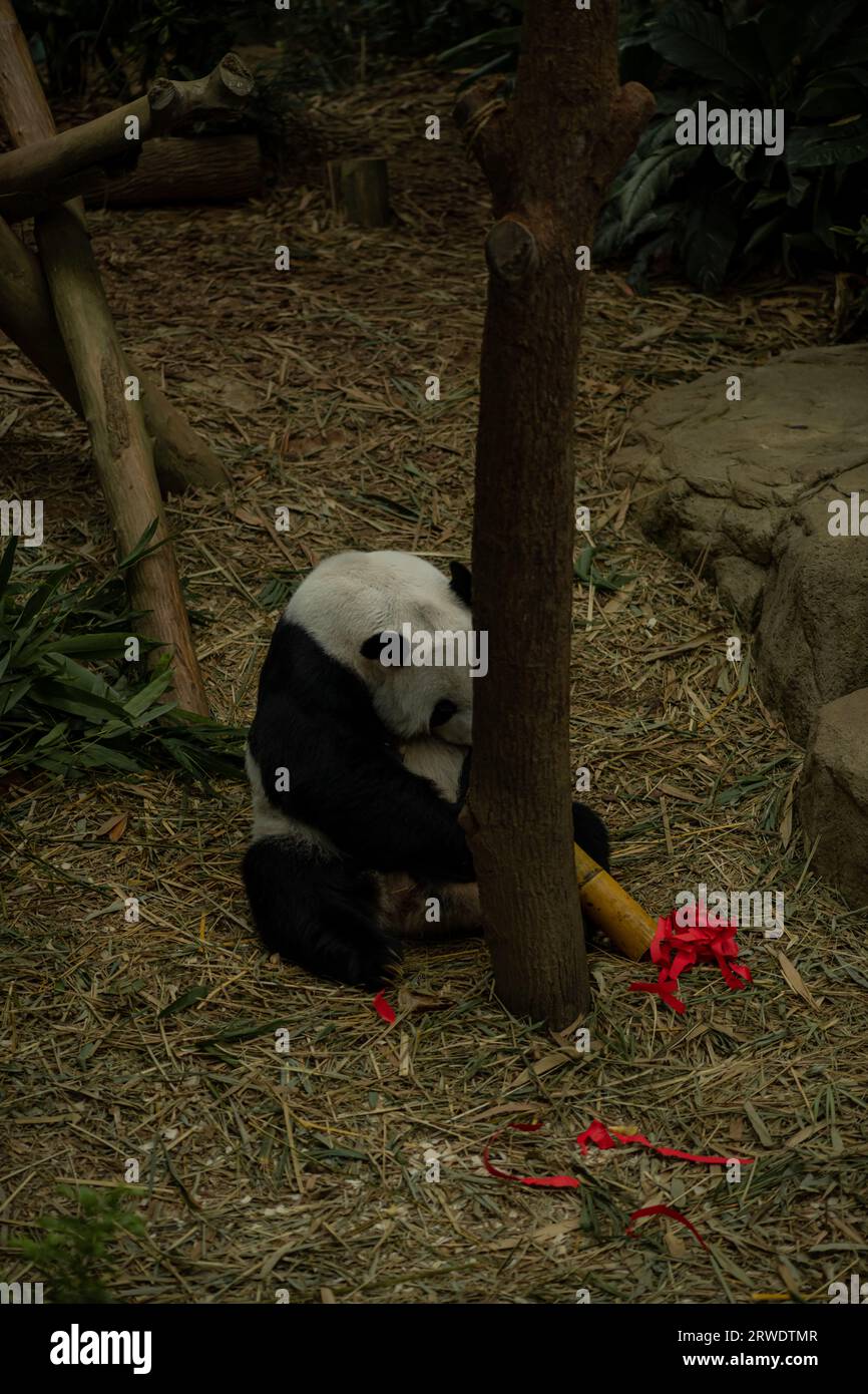 Panda relaxes in the woods eating the bamboo leave in Chengdu research ...