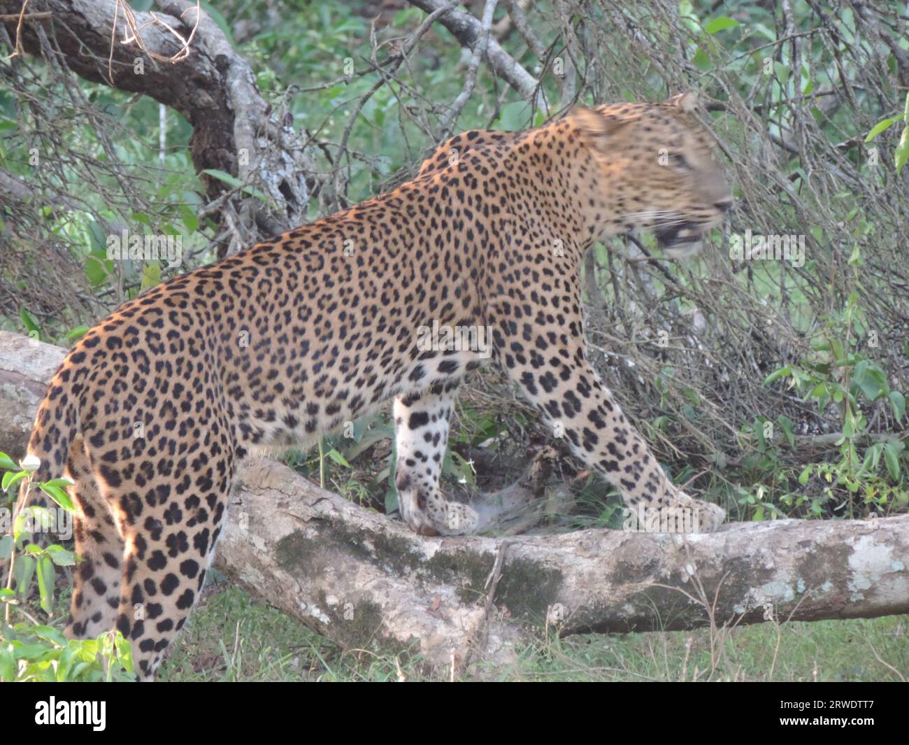 Sri Lankan Leopards on the Wild, Visit Sri Lanka Stock Photo - Alamy