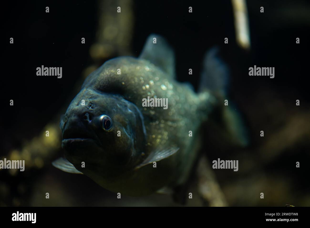 The Red piranha (Red-bellied piranha) in freshwater aquarium ...