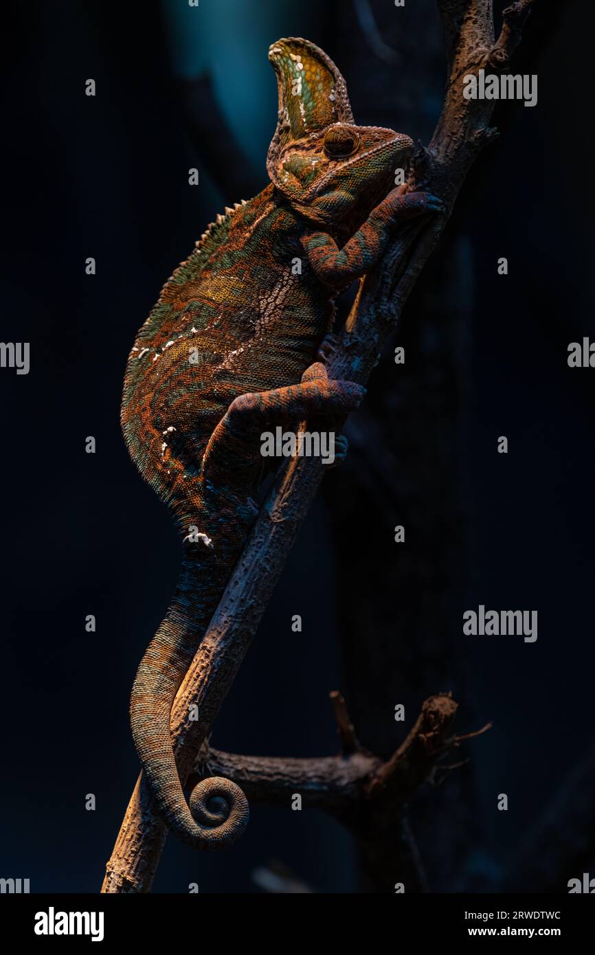 Lizard, dragon, Chameleon, Blue-crested Lizard, Indo-Chinese Forest ...