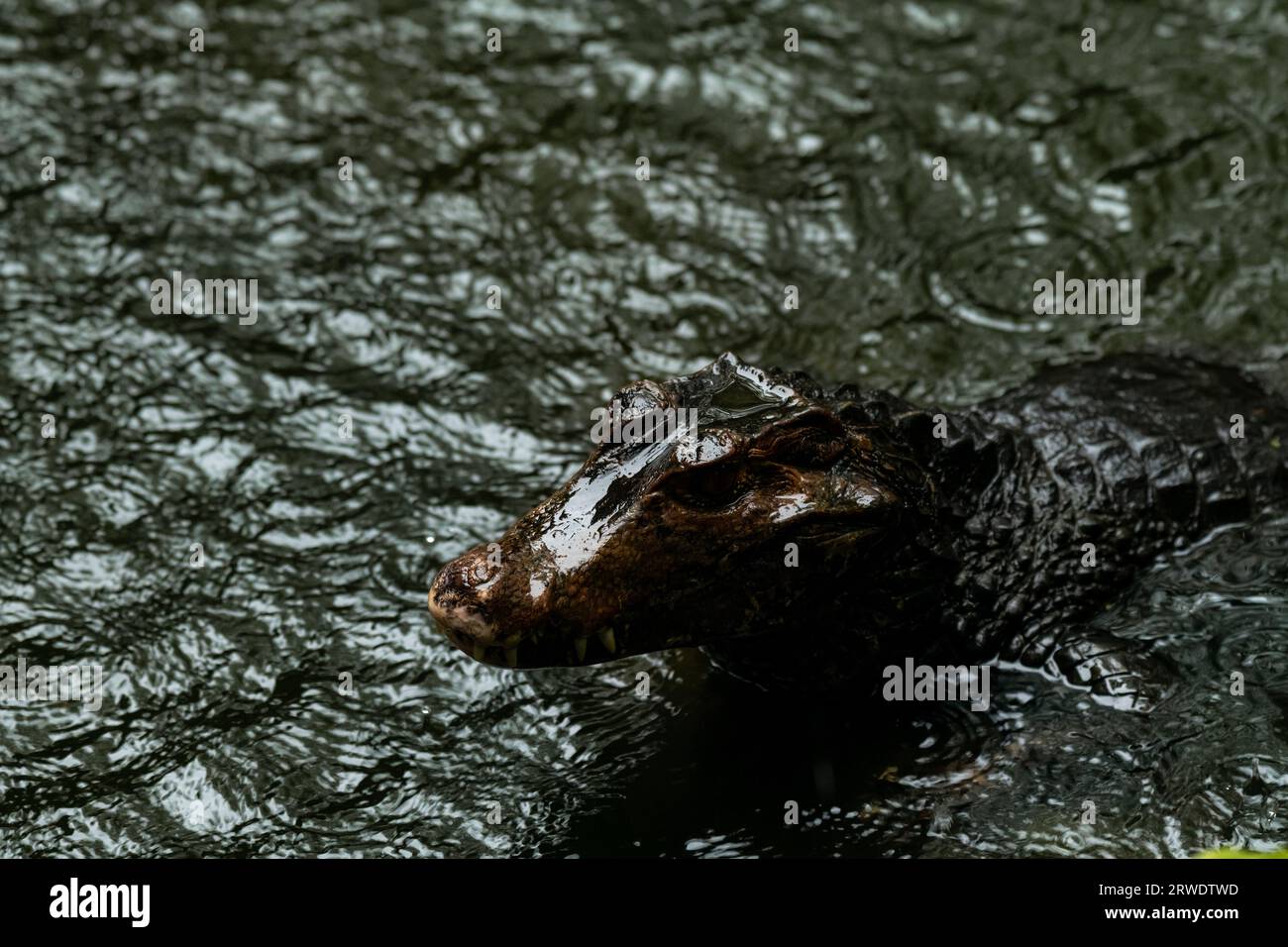 Caiman in the water. The yacare caiman (Caiman yacare), also known ...
