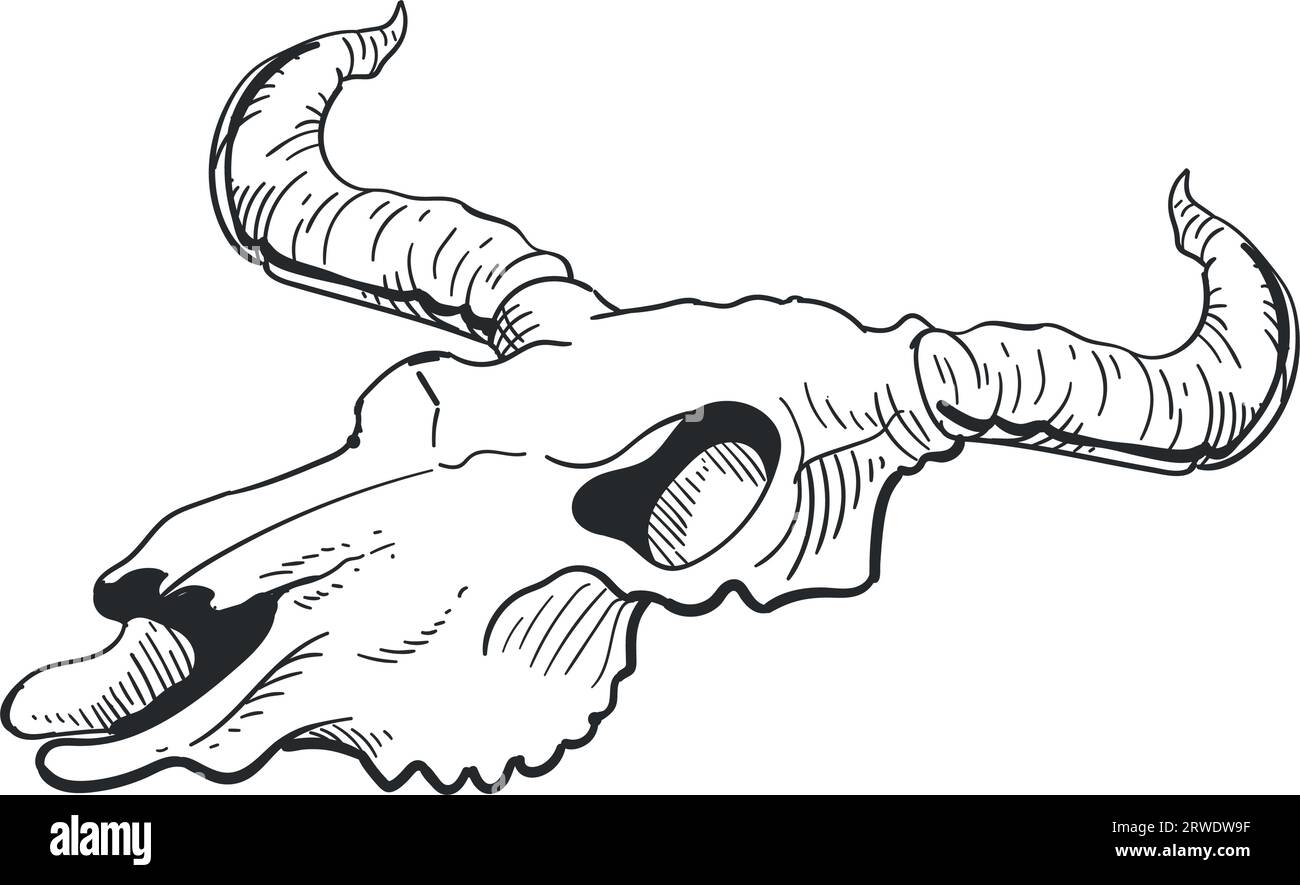 bull skull hand drawn vector Stock Vector Image & Art - Alamy