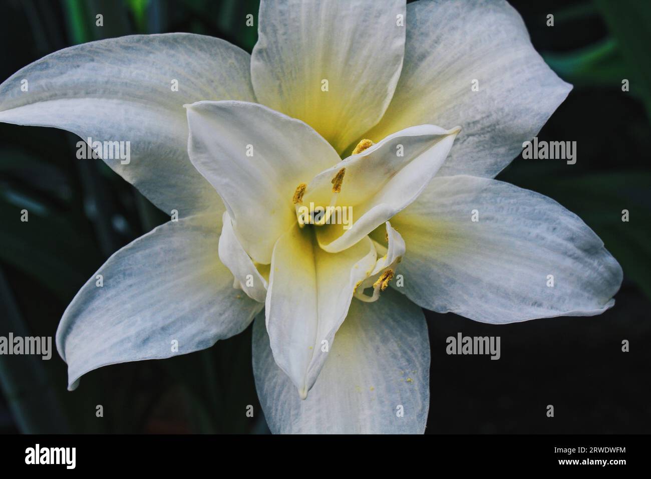 Macro White Lily Stock Photo - Alamy