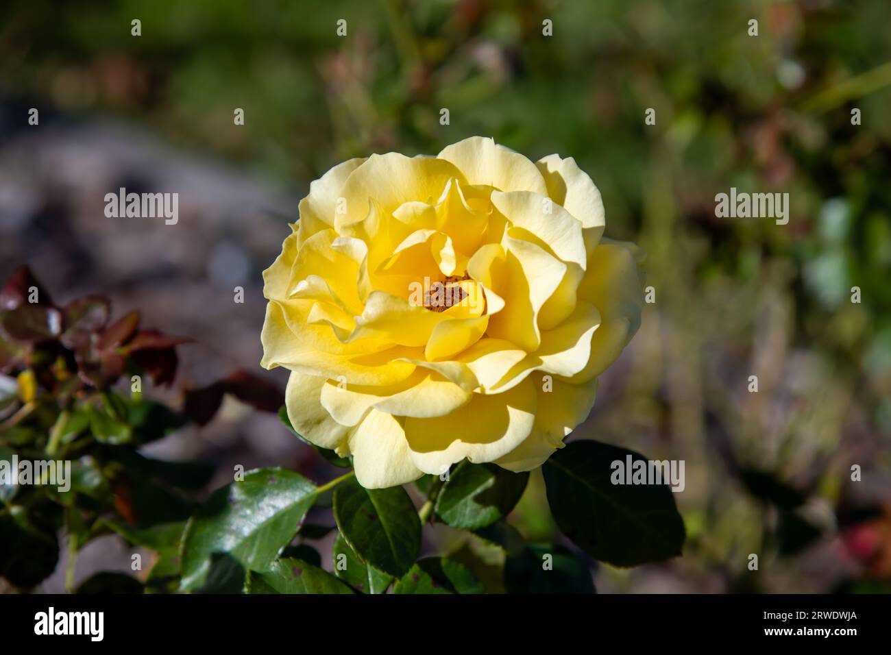 Late Autumn bloom of a yellow rose at the Hunter Valley, NSW, Australia ...