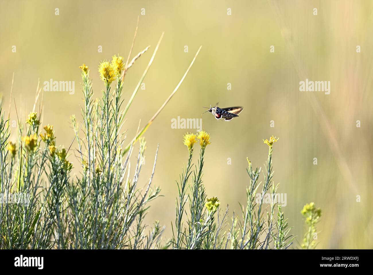 Hyles lineata aka white-lined sphinx on wildflowers Stock Photo - Alamy