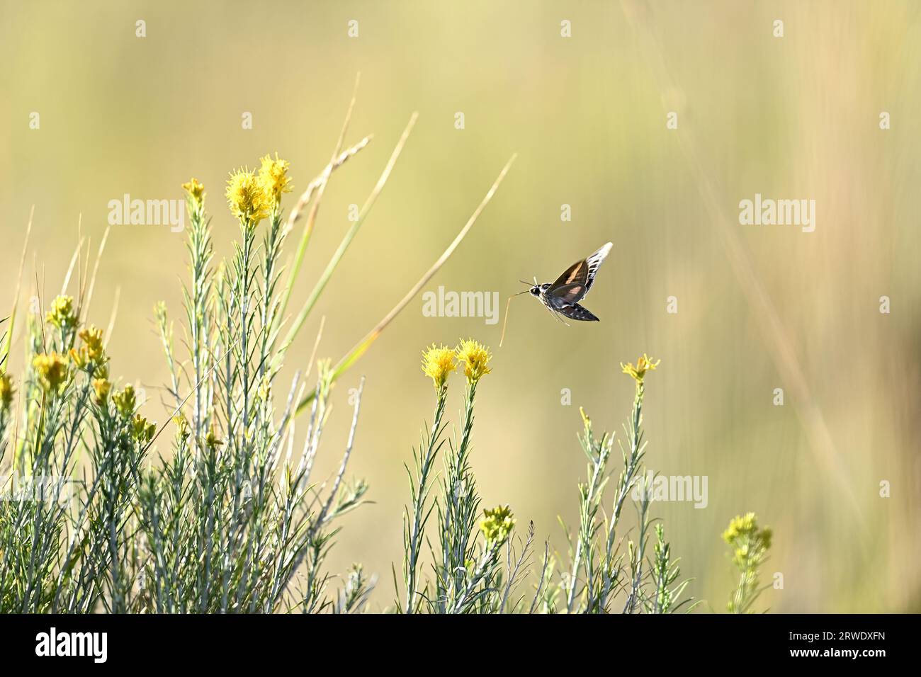 Hyles lineata aka white-lined sphinx on wildflowers Stock Photo - Alamy