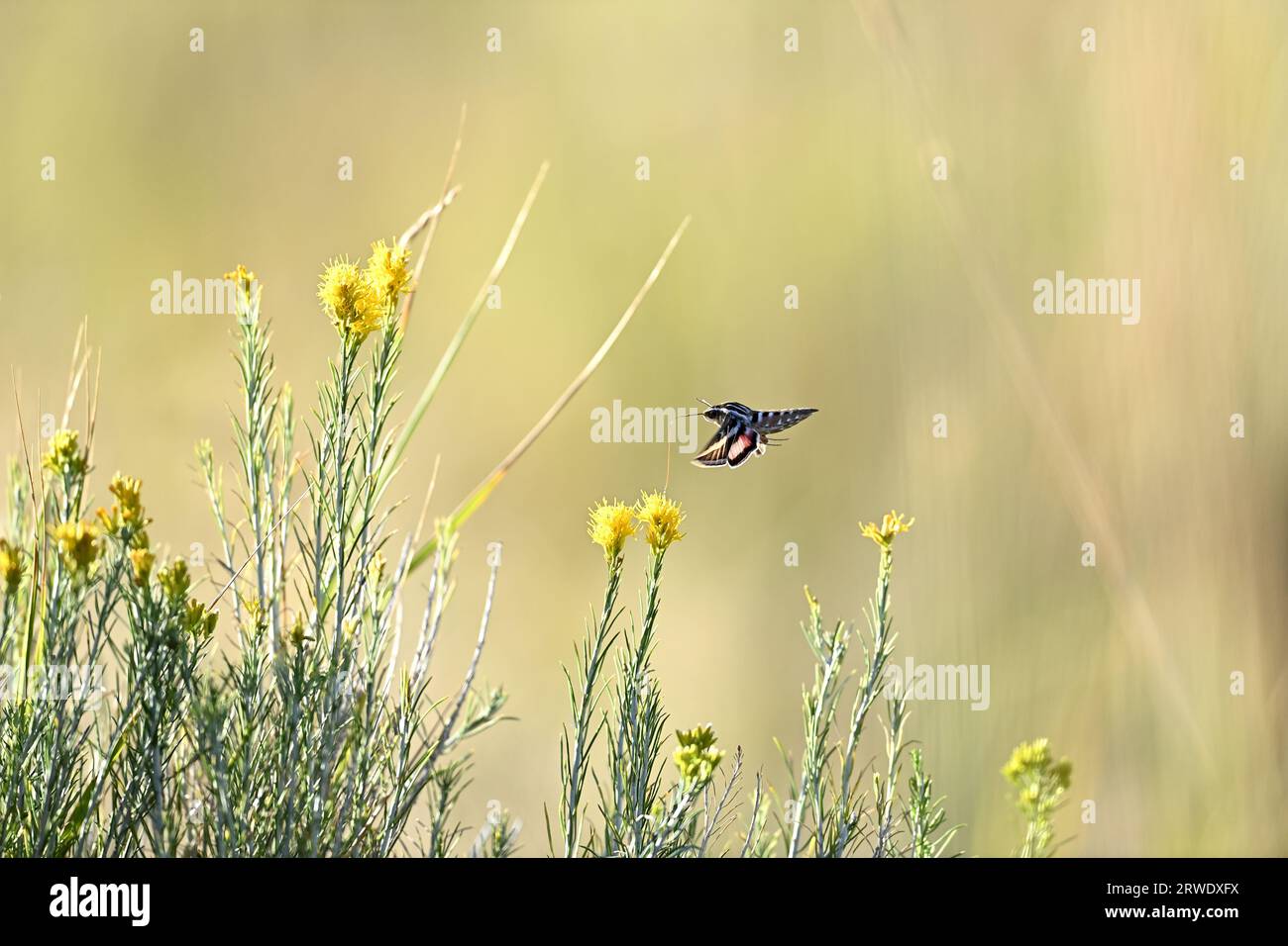 Hyles lineata aka white-lined sphinx on wildflowers Stock Photo - Alamy