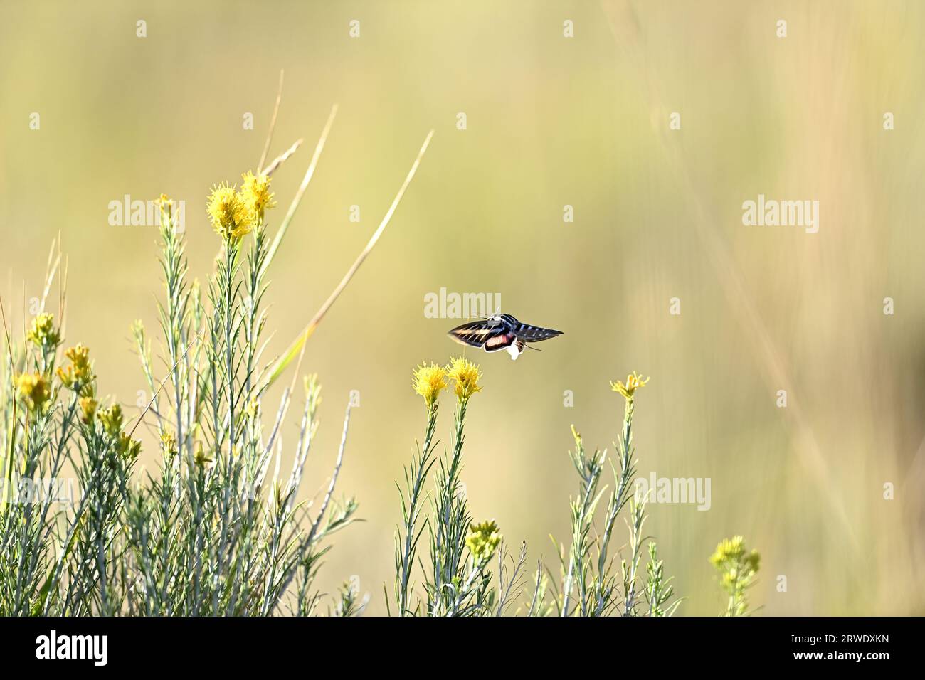 Hyles lineata aka white-lined sphinx on wildflowers Stock Photo - Alamy