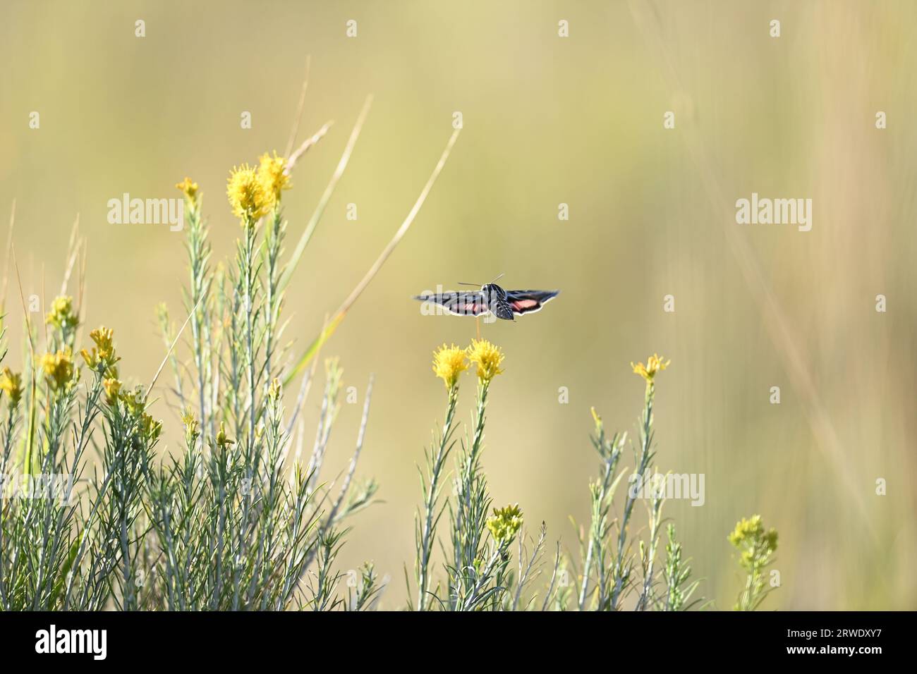 Hyles lineata aka white-lined sphinx on wildflowers Stock Photo - Alamy