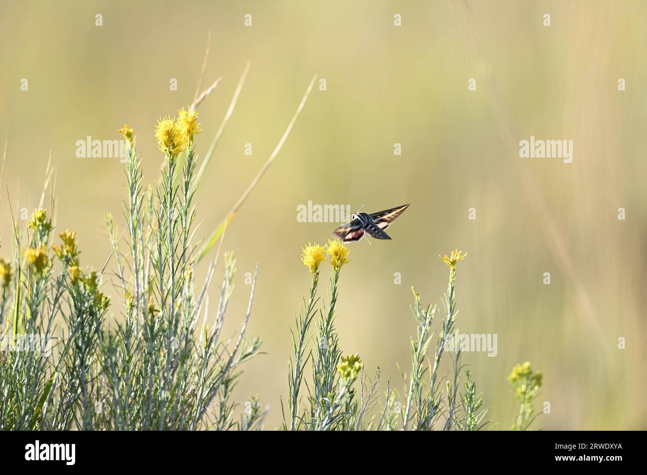 Hyles lineata aka white-lined sphinx on wildflowers Stock Photo - Alamy
